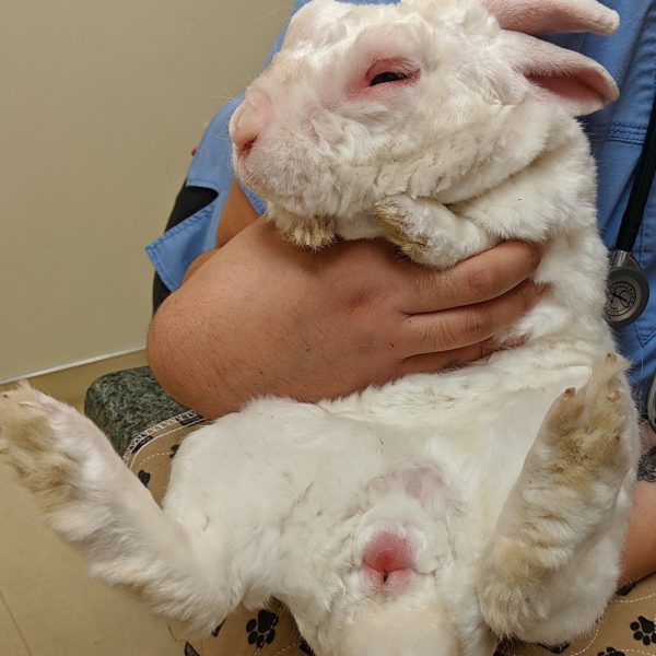 Les principales maladies du lapin de compagnie - BAMM Paris