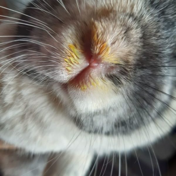 Les principales maladies du lapin de compagnie - BAMM Paris