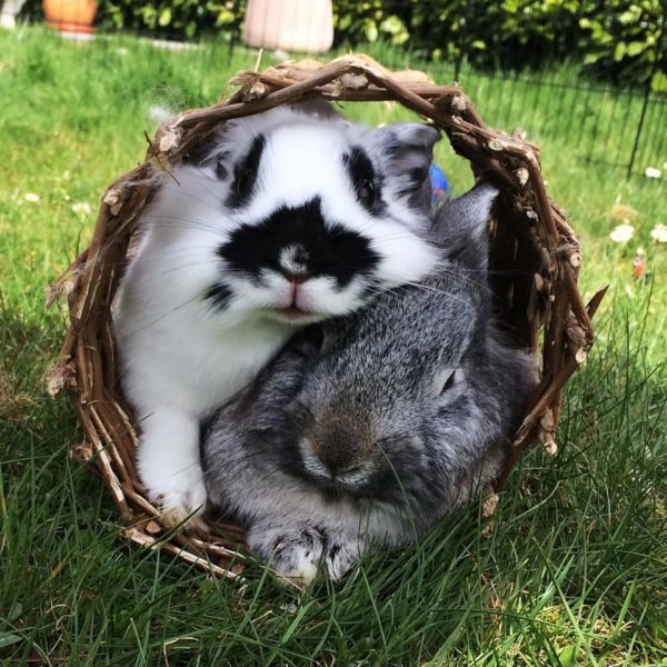 La communication chez le lapin - BAMM Paris