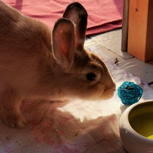 La communication chez le lapin - BAMM Paris
