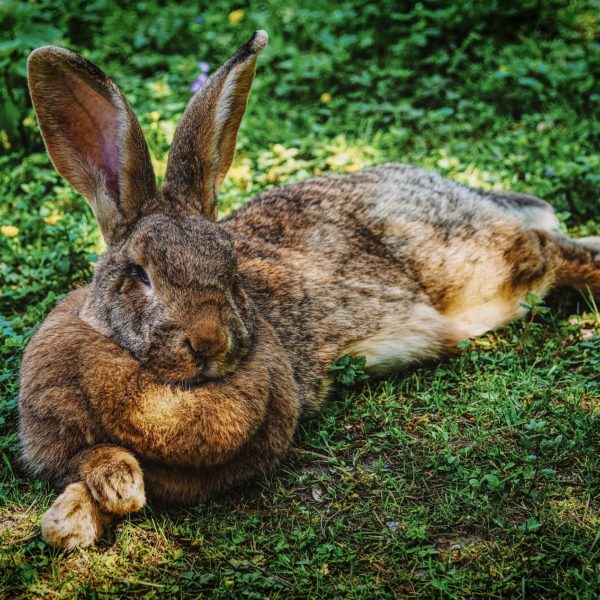 La communication chez le lapin - BAMM Paris
