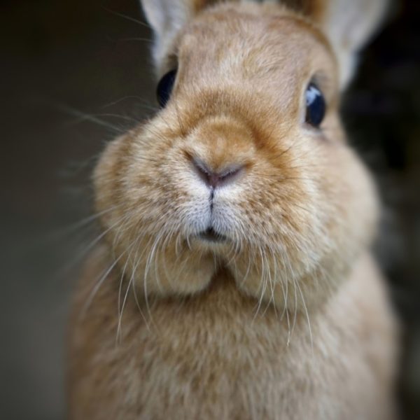 La communication chez le lapin - BAMM Paris