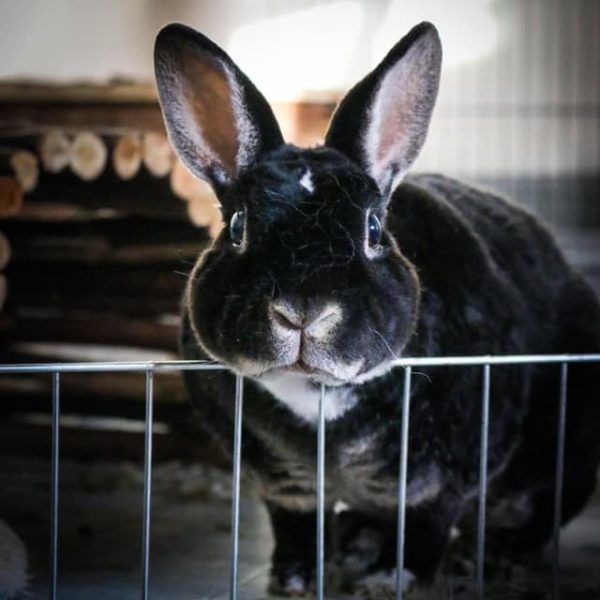 La communication chez le lapin - BAMM Paris