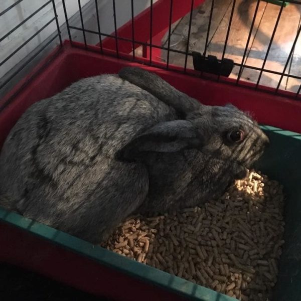 La communication chez le lapin - BAMM Paris