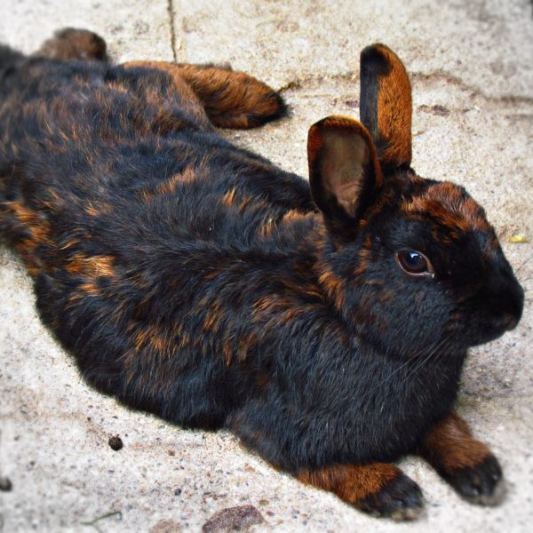 La communication chez le lapin - BAMM Paris