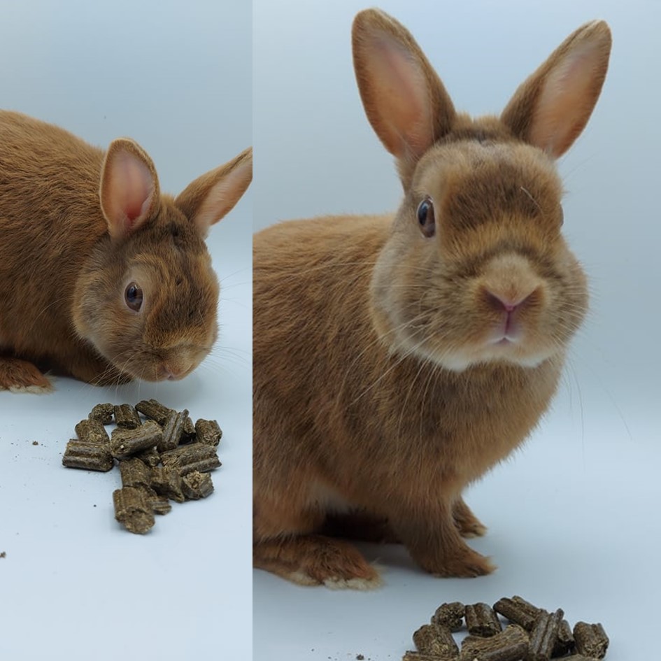 Rabbit Dream Basic pour lapin - Bunny Nature - BAMM Paris