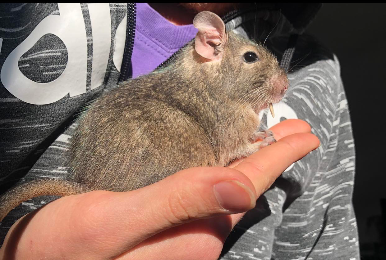 Pourquoi ne doit-on pas attraper un Octodon par la queue ? - BAMM Paris
