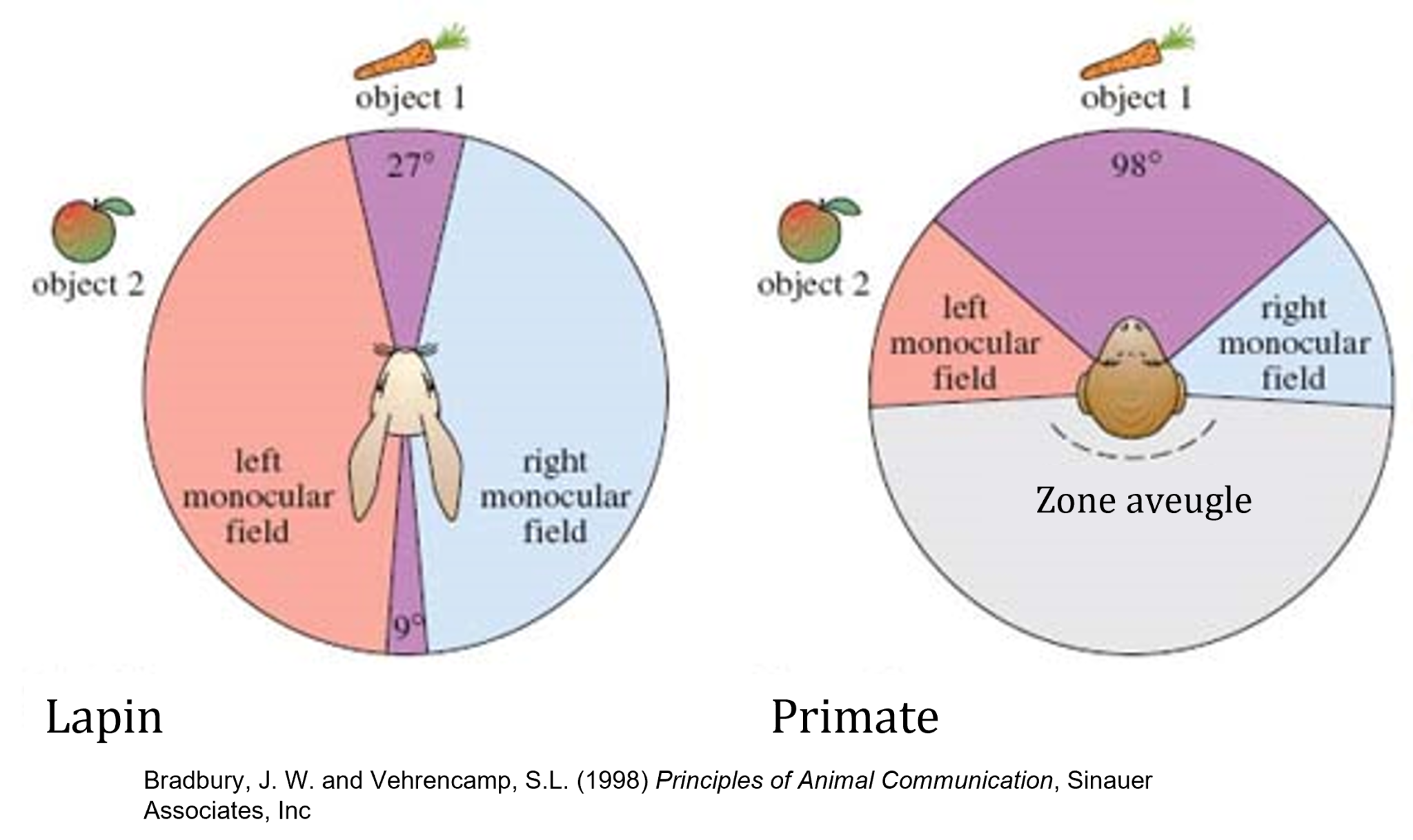 Comment voit mon lapin ? La vision chez les grandes oreilles - BAMM Paris