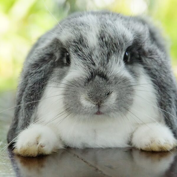 Lapin bélier - Qui est-il ? - On vous dit tout - BAMM Paris